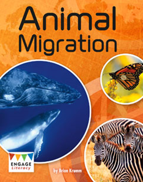 Animal Migration (Paperback) | Raintree